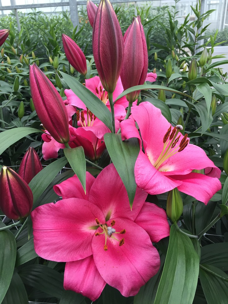 Lilium OT Corvette | Sīpolpuķes | Onava.lv