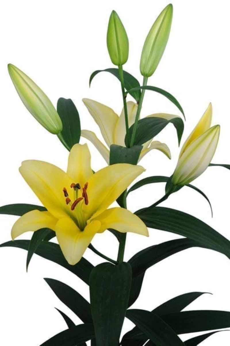 Lilium OT Altarus | Sīpolpuķes | Onava.lv