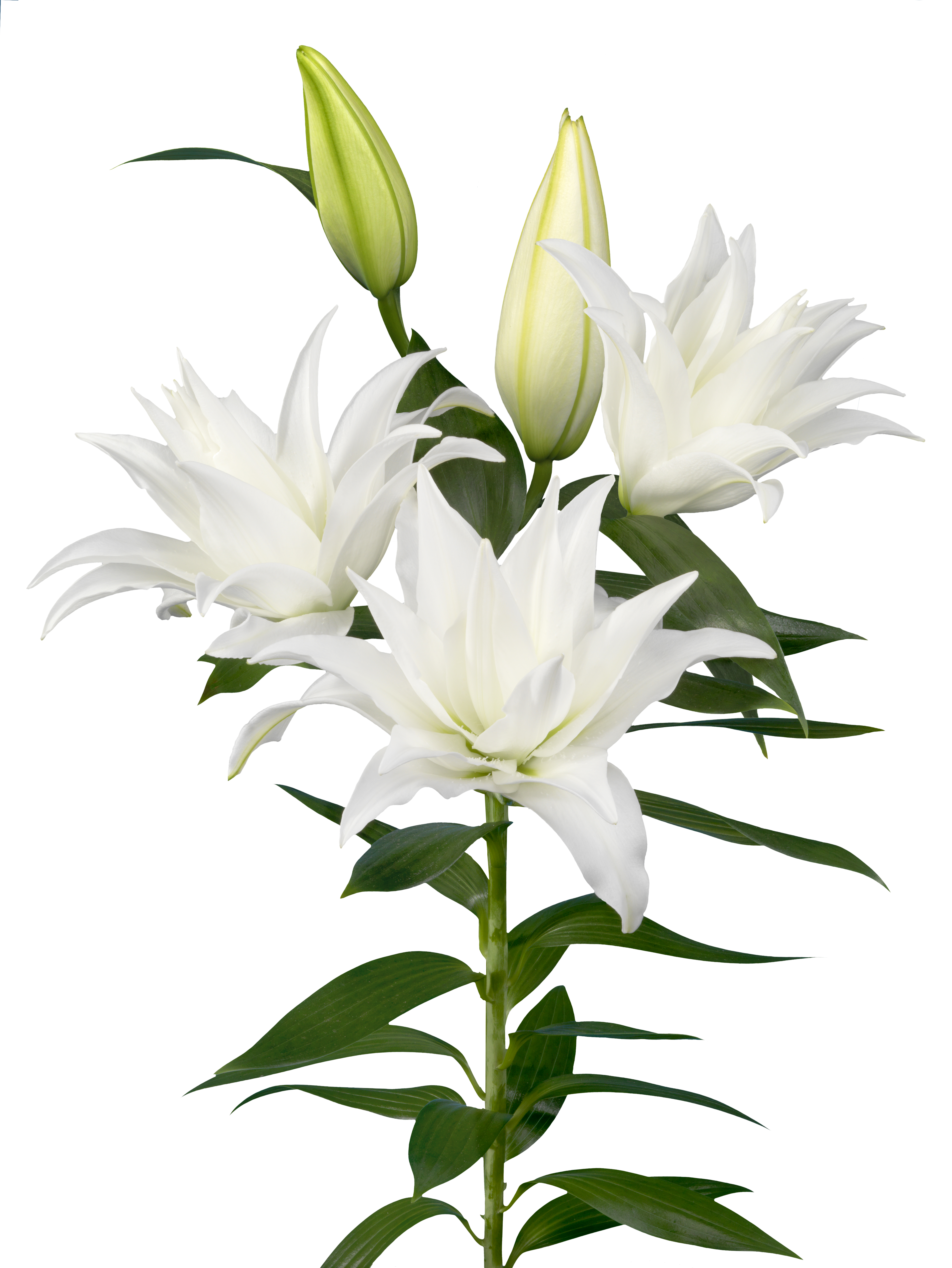 Lilium OR Roselily Tanya | Sīpolpuķes | Onava.lv