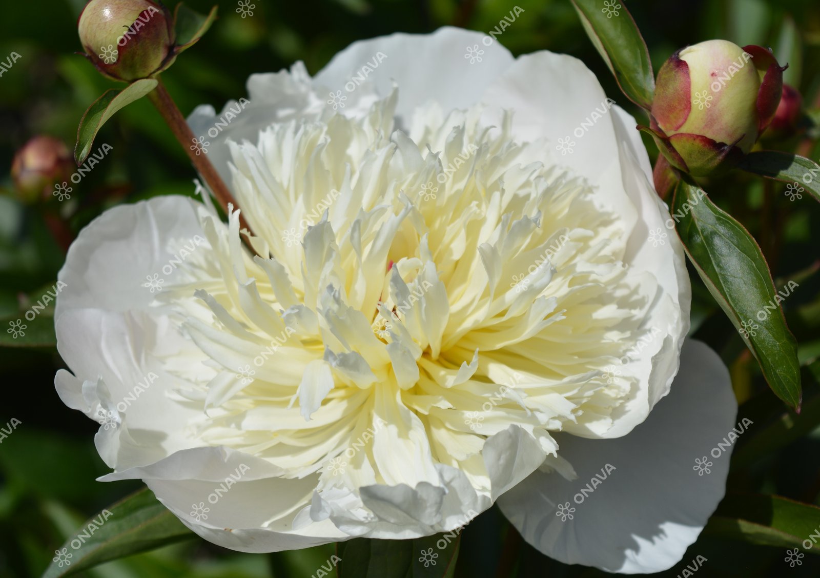 Paeonia lactiflora Immaculee 3/5 | Sīpolpuķes | Onava.lv