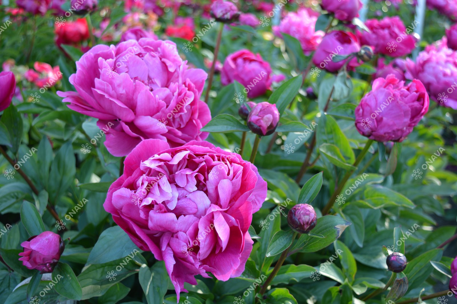 Paeonia lactiflora Red Sarah Bernhardt (Fiona) 2/3 | Sīpolpuķes | Onava.lv