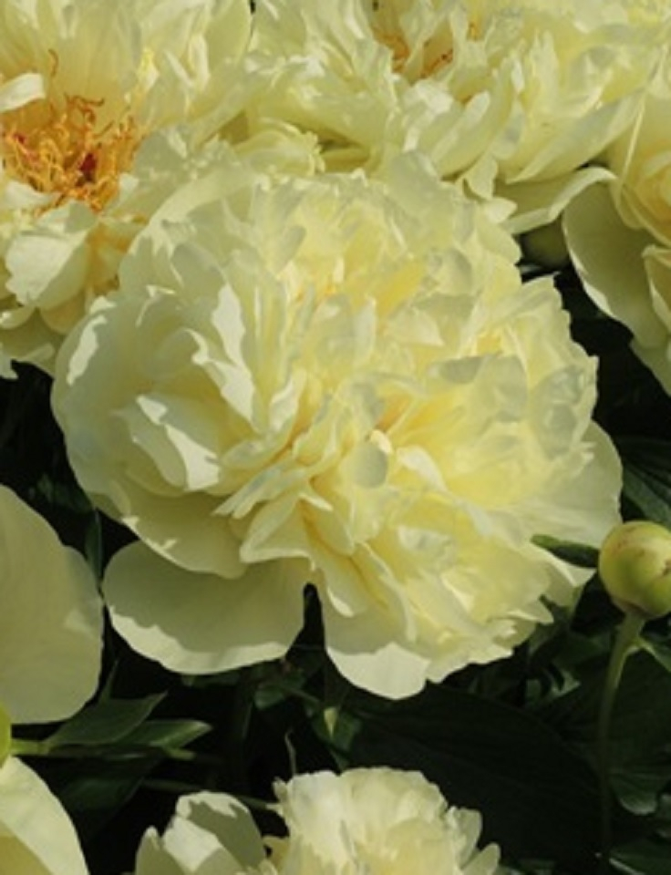 Paeonia hybride Seidl's Super 3/5 | Sīpolpuķes | Onava.lv