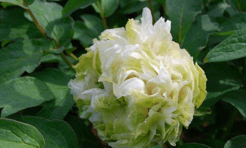 Paeonia suffruticosa Green Jade (Lu Mu Yin Yu) | Sīpolpuķes | Onava.lv
