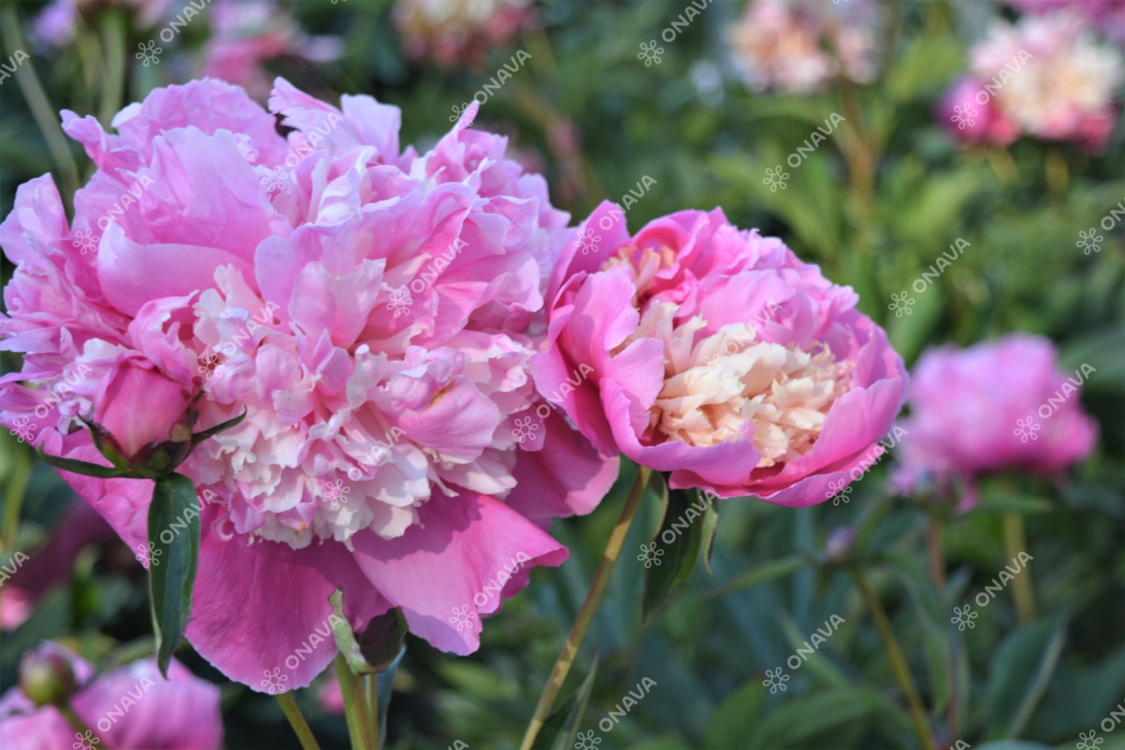 Paeonia lactiflora Anima 2/3 | Sīpolpuķes | Onava.lv