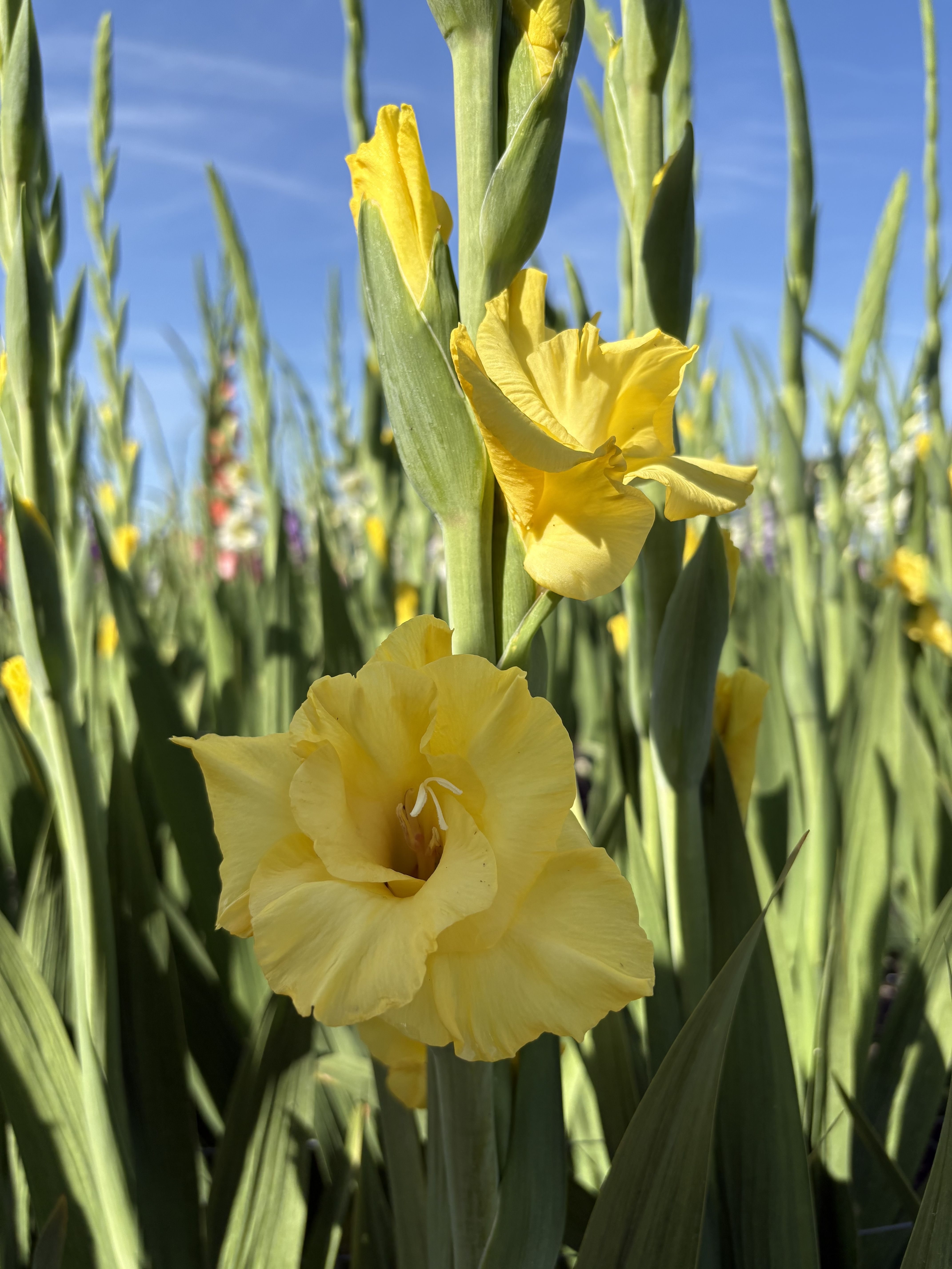 Gladiolus Bra Val | Sīpolpuķes | Onava.lv