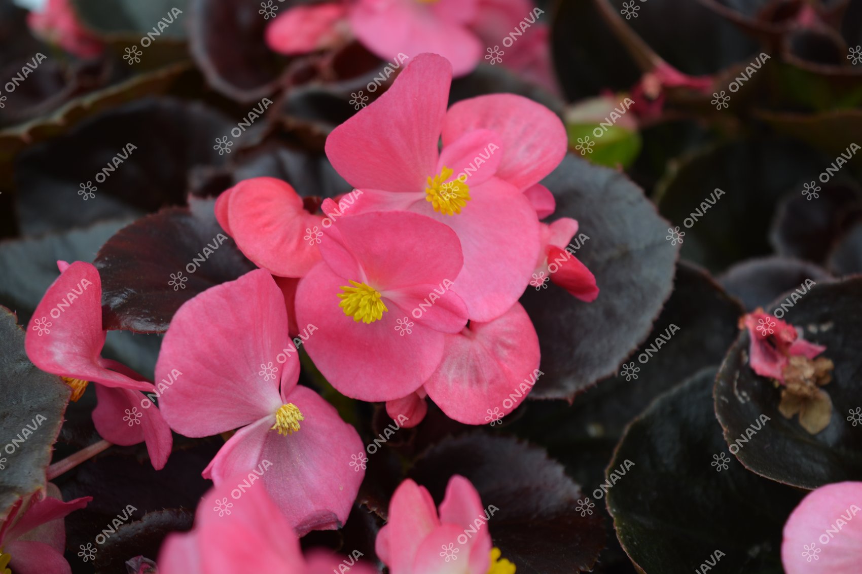 Begonia semperflorens Senator IQ Deep Rose | Jaunstādi | Onava.lv