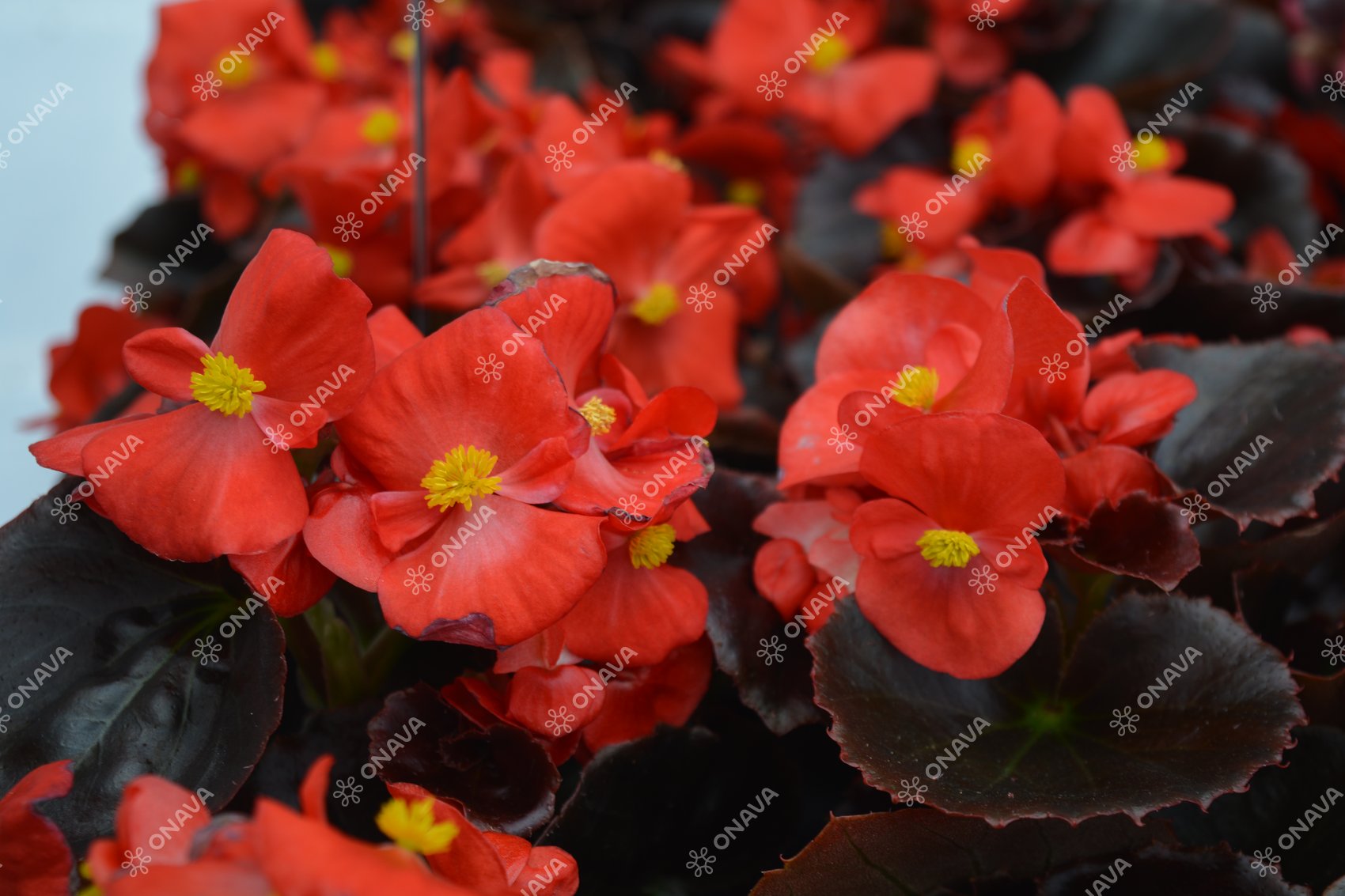 Begonia semperflorens Senator IQ Scarlet | Jaunstādi | Onava.lv