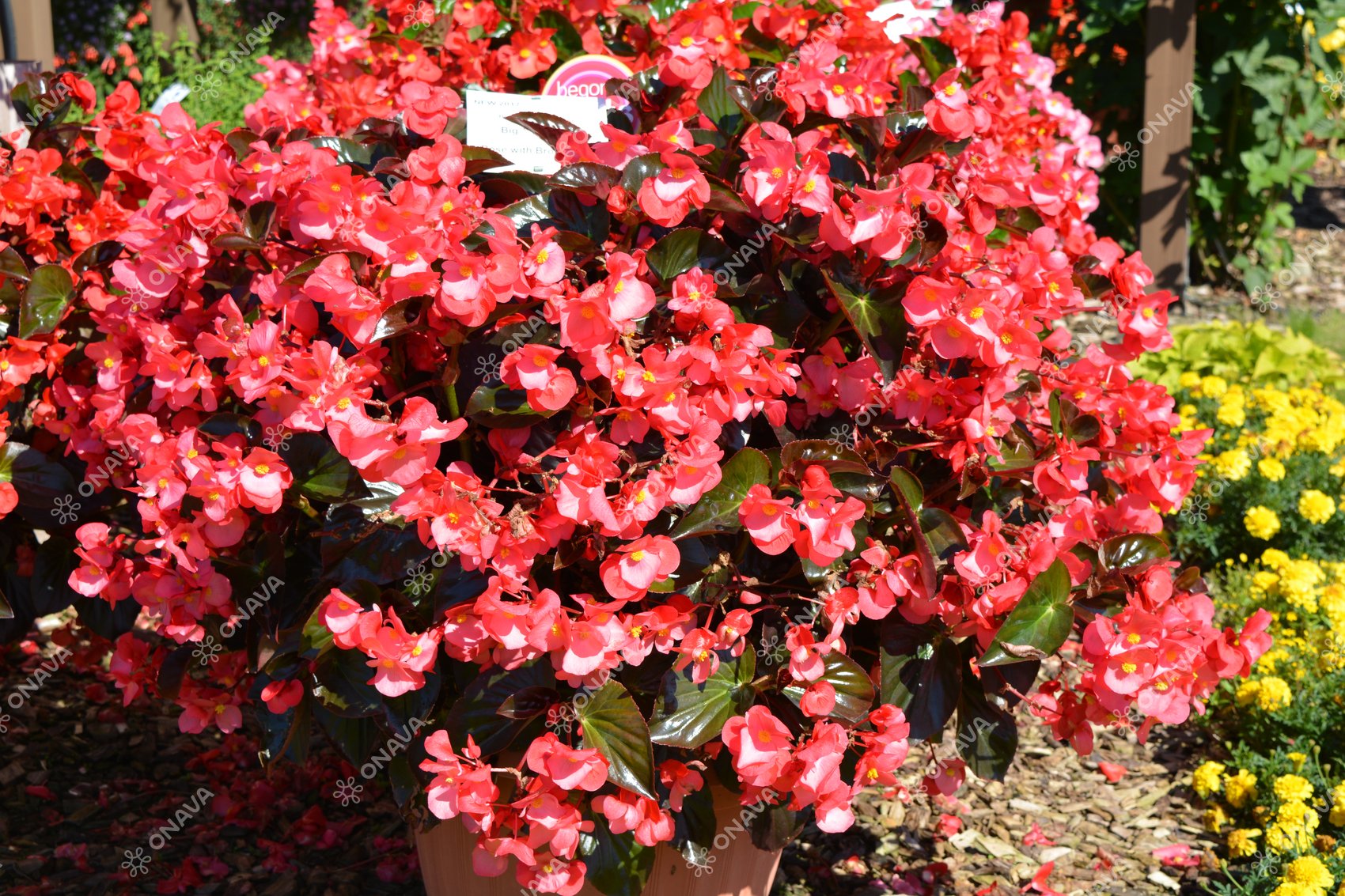 Begonia benariensis Big Deluxxe Rose Bronze Leaf | Jaunstādi | Onava.lv