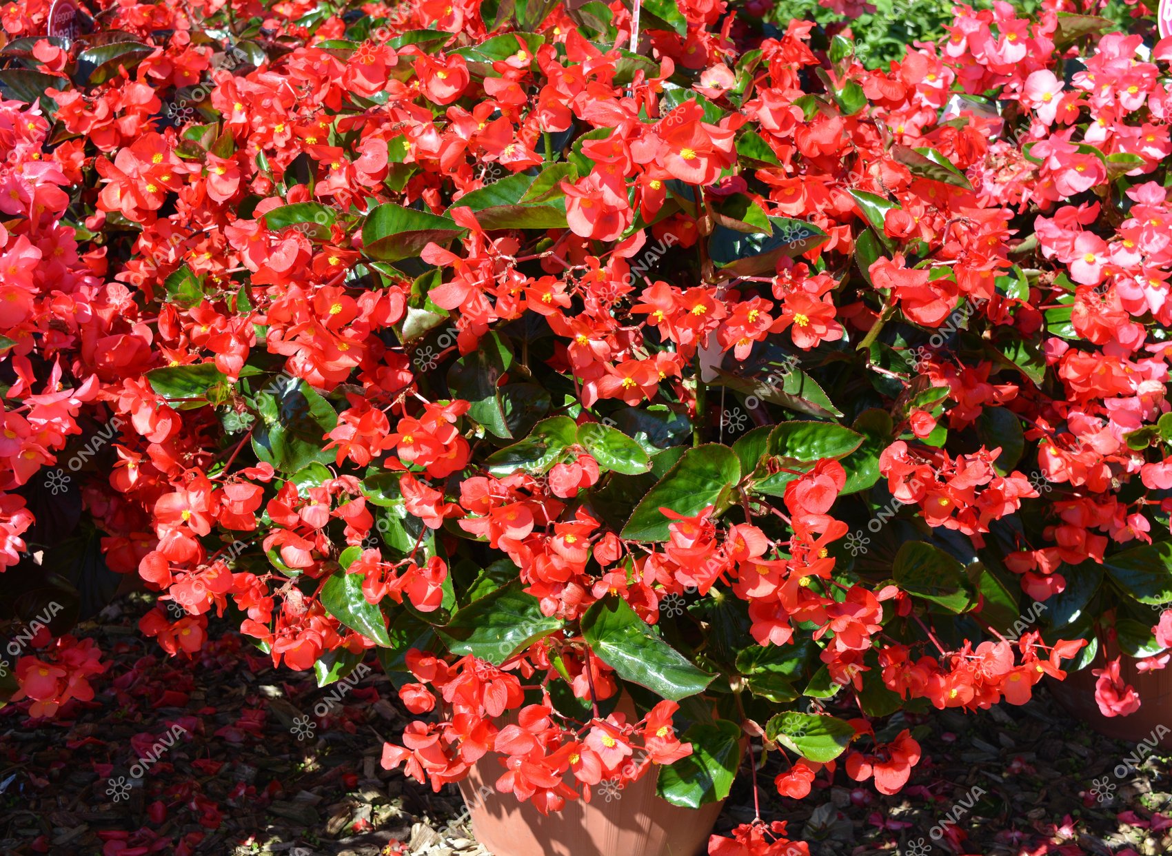 Begonia benariensis Big Deluxxe Red Green Leaf | Jaunstādi | Onava.lv