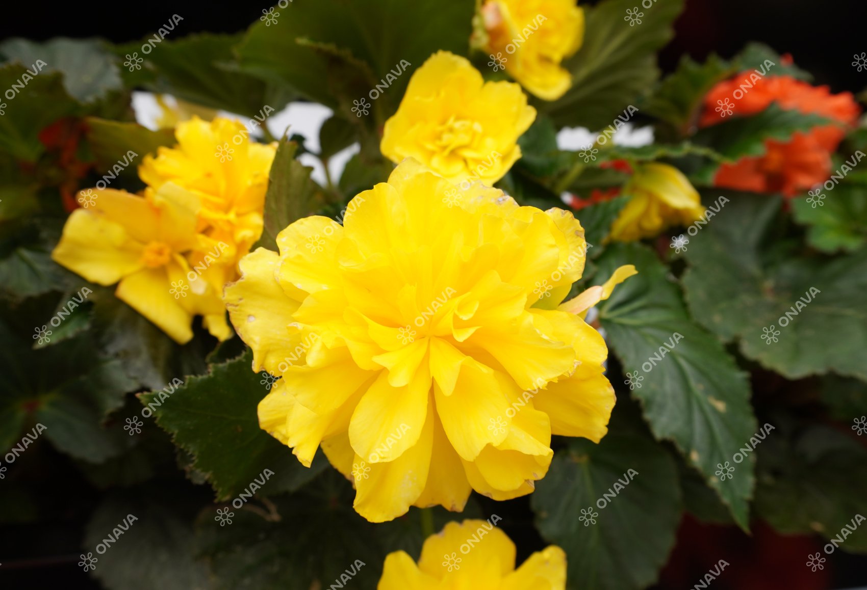 Begonia tuberhybrida Nonstop Yellow with Red Back | Jaunstādi | Onava.lv