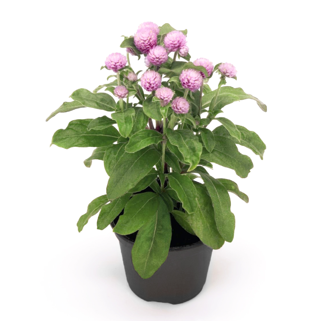 Gomphrena globosa Buddy Rose | Jaunstādi | Onava.lv