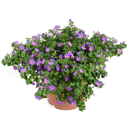 Sutera cordata Scopia Gulliver Compact Purple | Jaunstādi | Onava.lv