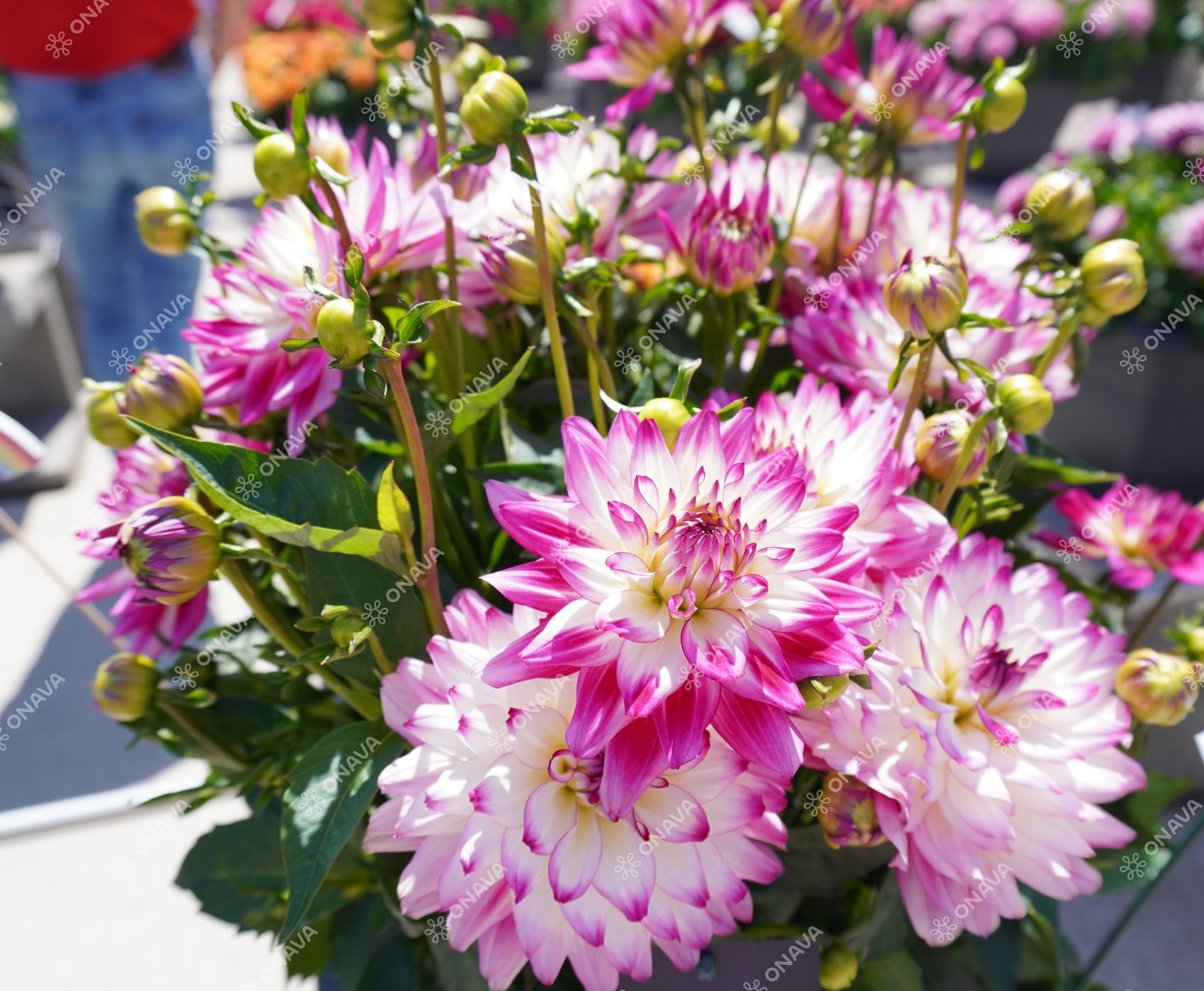 Dahlia hortensis Labella Maggiore Fun Rose Bicolour | Jaunstādi | Onava.lv