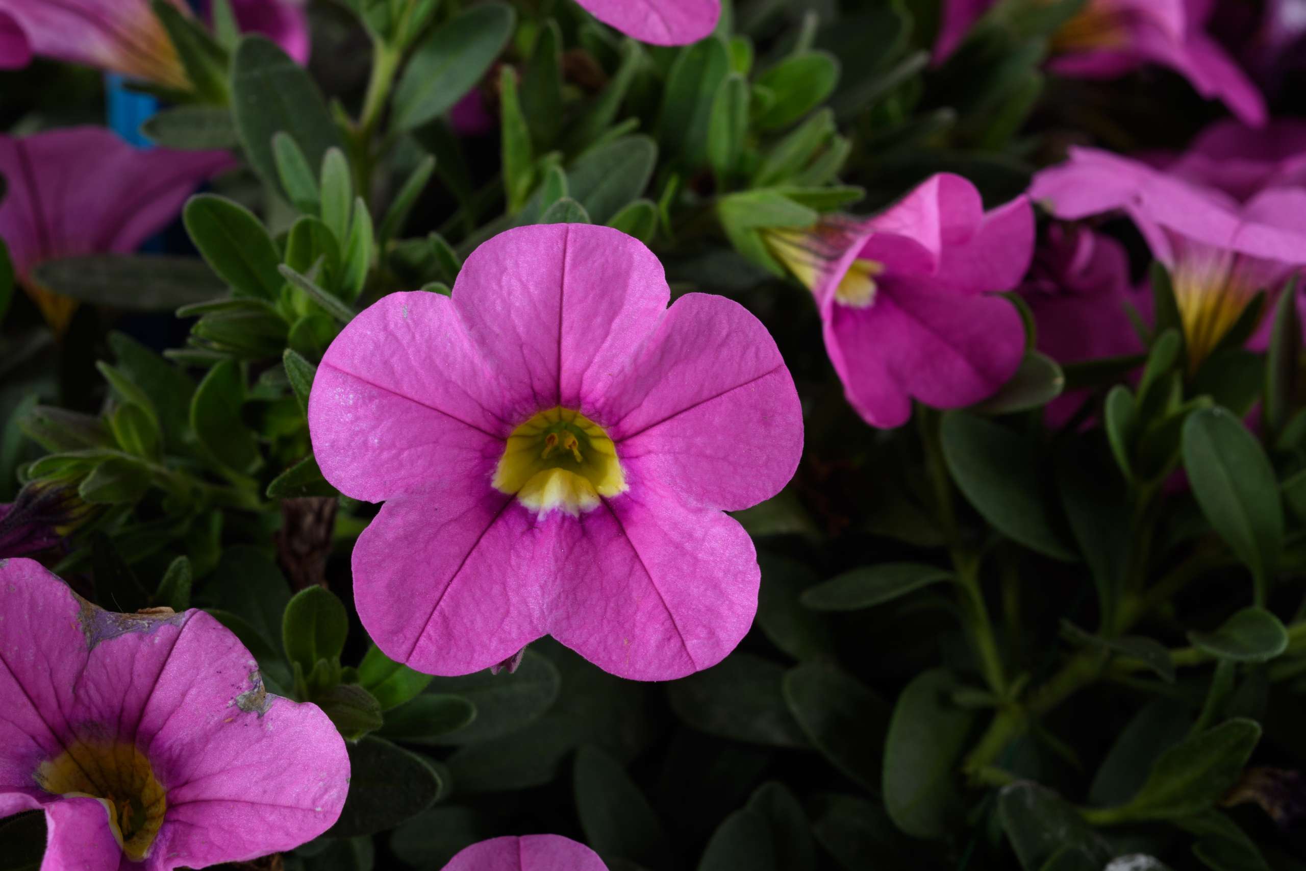 Calibrachoa hybrida Colibri Pink Flamingo | Jaunstādi | Onava.lv