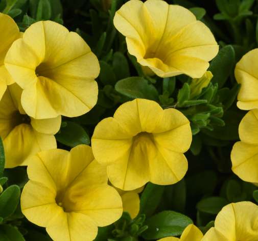 Calibrachoa hybrida Colibri Yellow Canary | Jaunstādi | Onava.lv