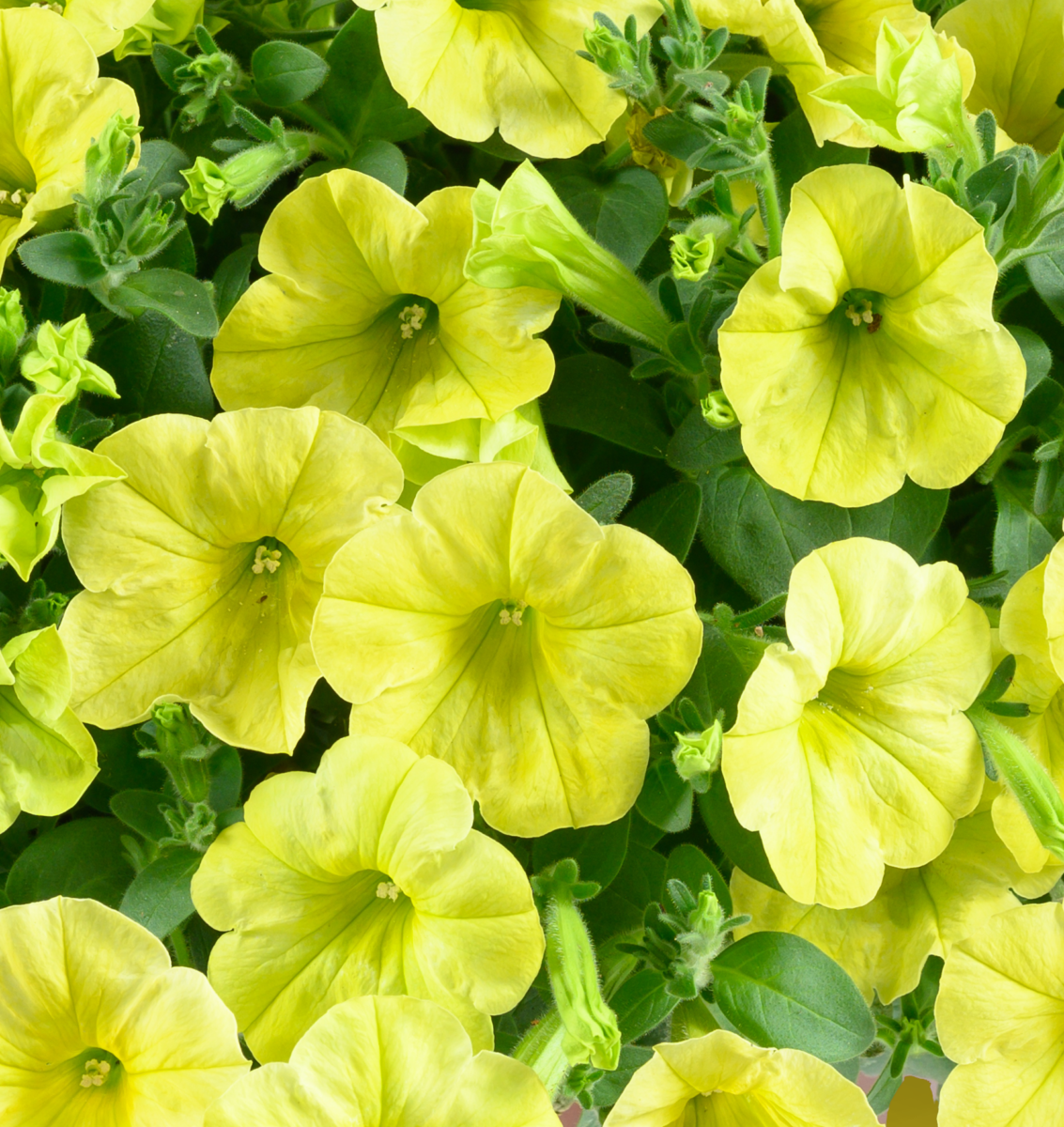 Petunia atkinsiana Capella Hello Sunshine | Jaunstādi | Onava.lv