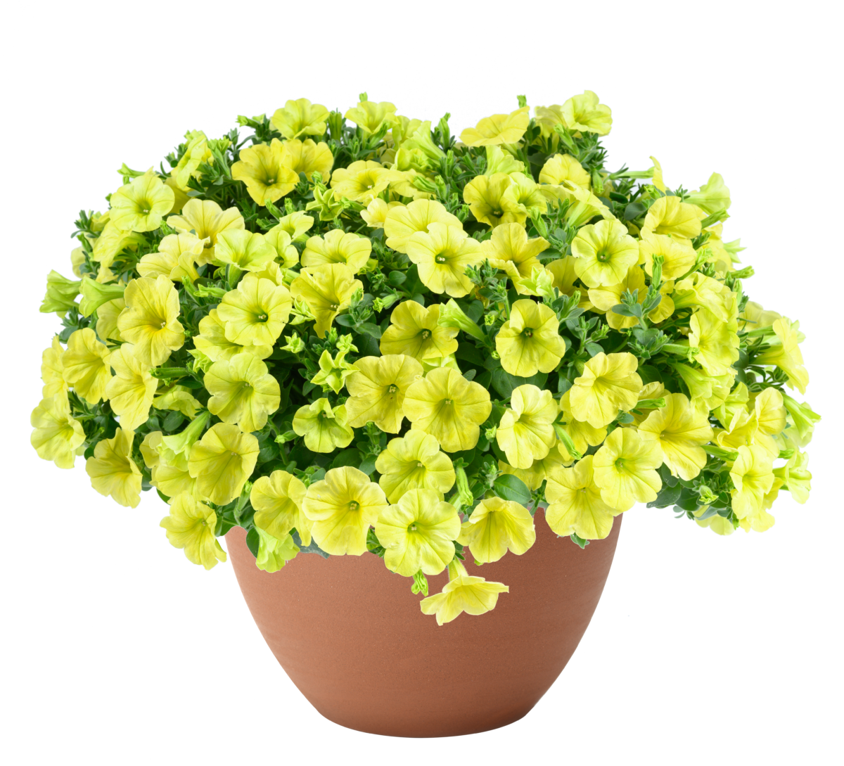 Petunia atkinsiana Capella Hello Sunshine | Jaunstādi | Onava.lv