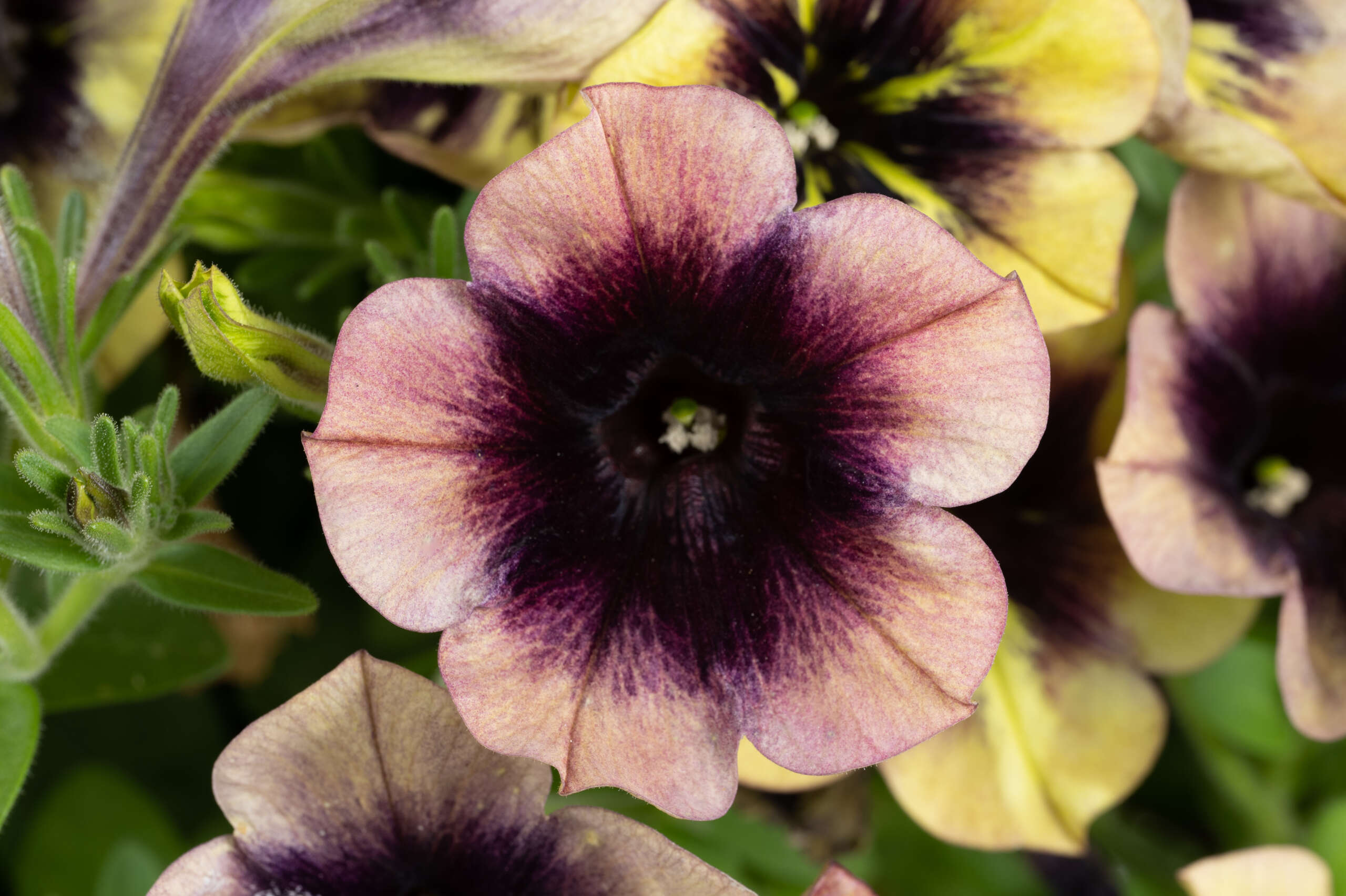 Petunia atkinsiana Ray Shadow (12 cm) | Jaunstādi | Onava.lv