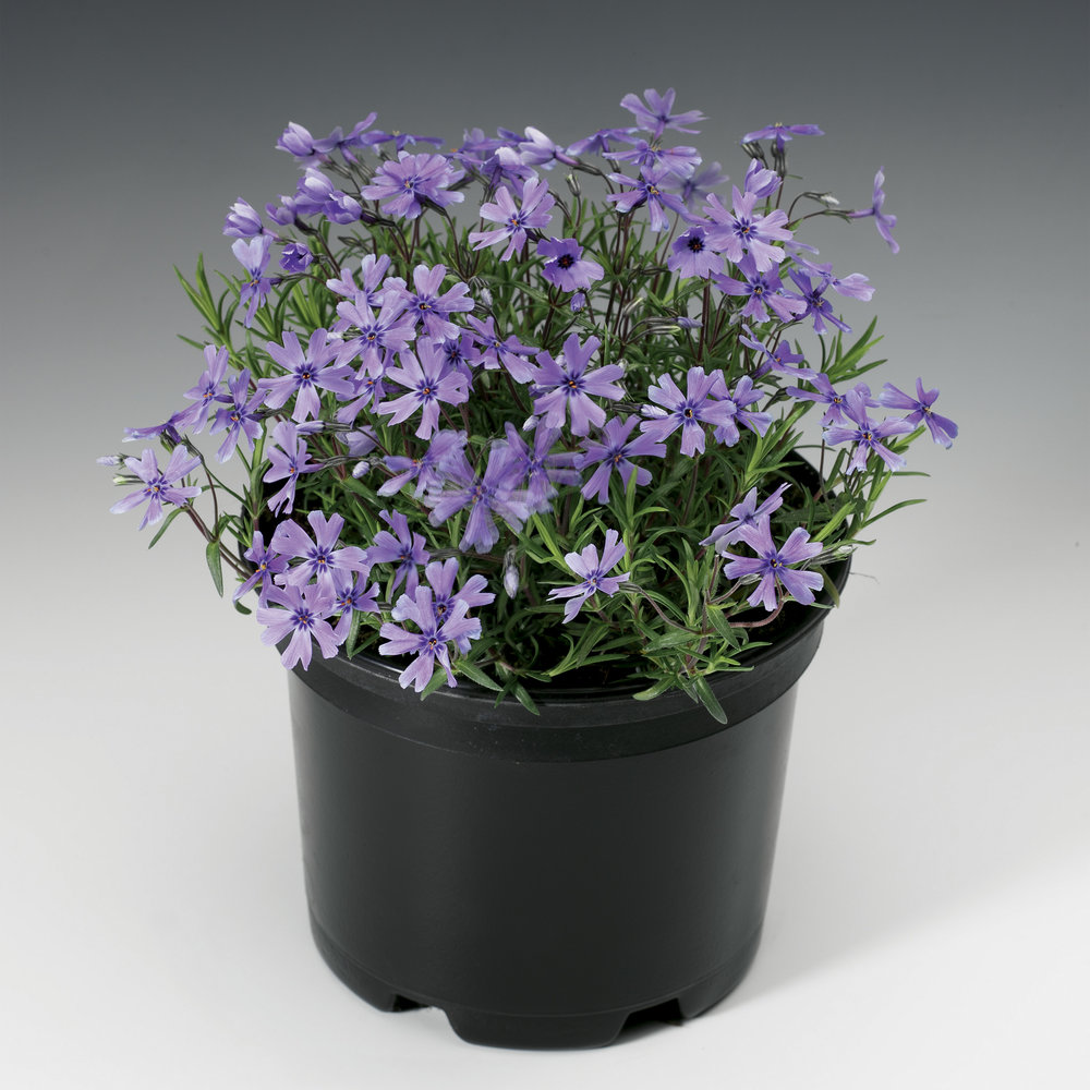 Phlox subulata Purple Beauty | Jaunstādi | Onava.lv