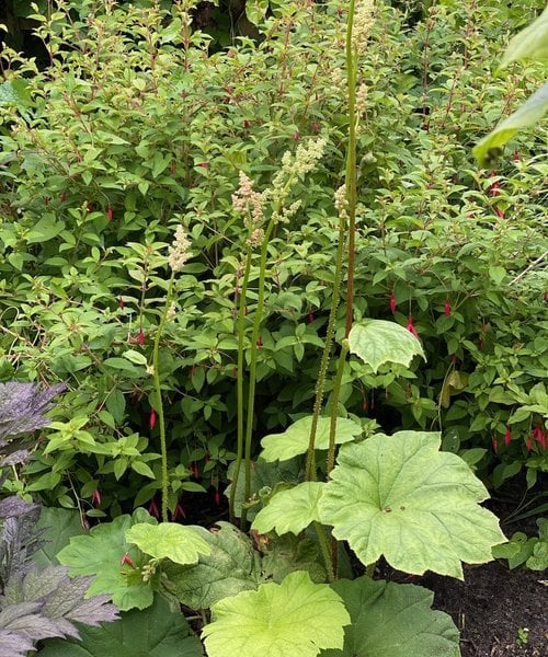 Astilboides Astilboides tabularis | Jaunstādi | Onava.lv