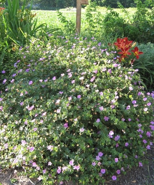 Geranium sanguineum Blushing Turtle | Jaunstādi | Onava.lv
