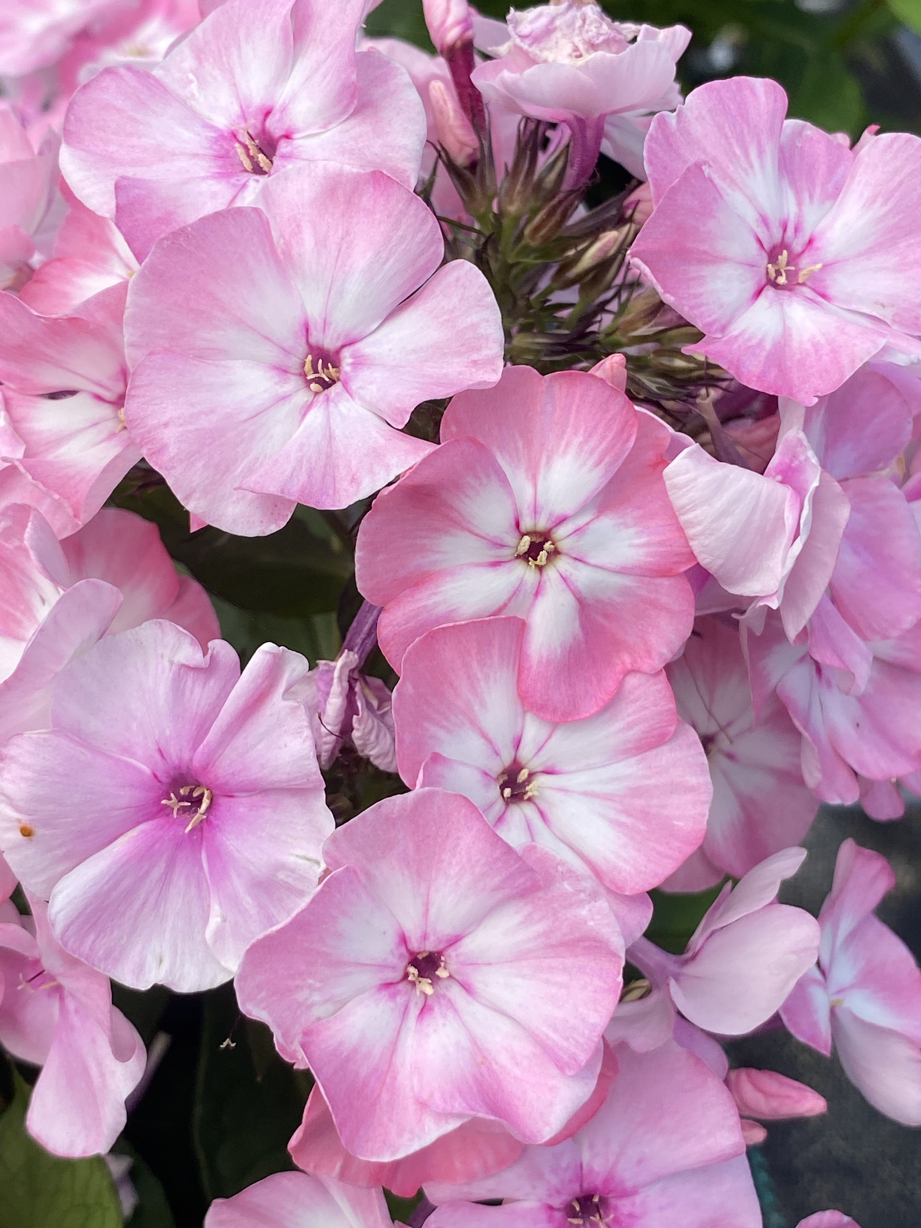 Phlox paniculata Famous Pink Eye | Jaunstādi | Onava.lv