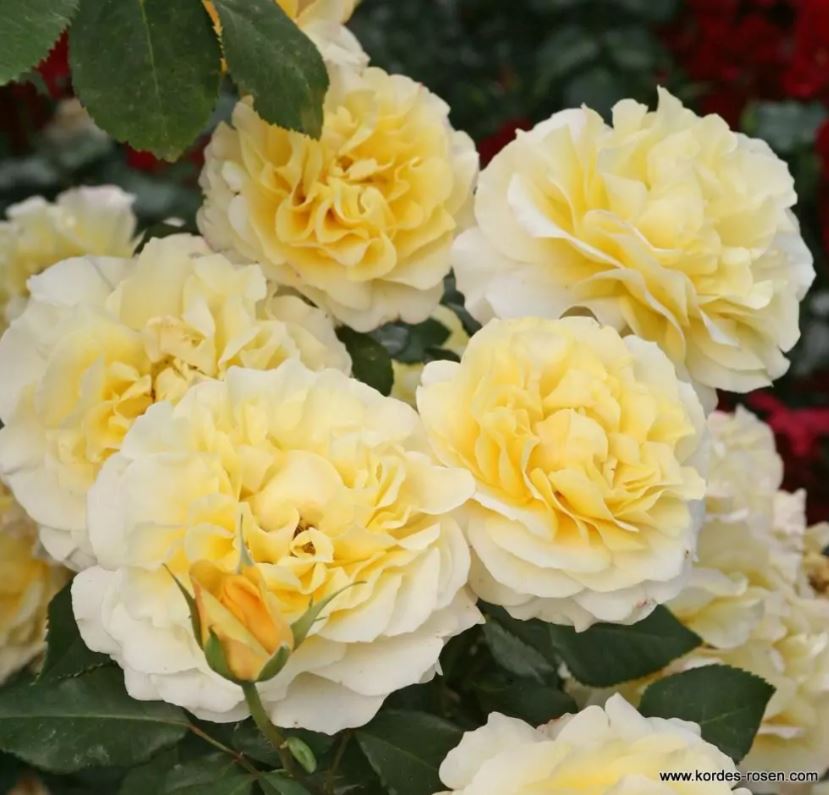 Rosa Sunny Sky, 2l podā | Jaunstādi | Onava.lv