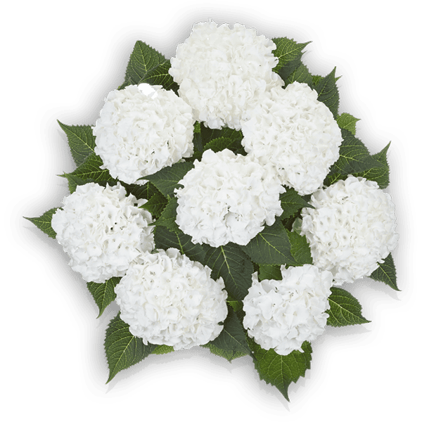 Hydrangea macrophylla Ice Boy 14cm podā | Jaunstādi | Onava.lv