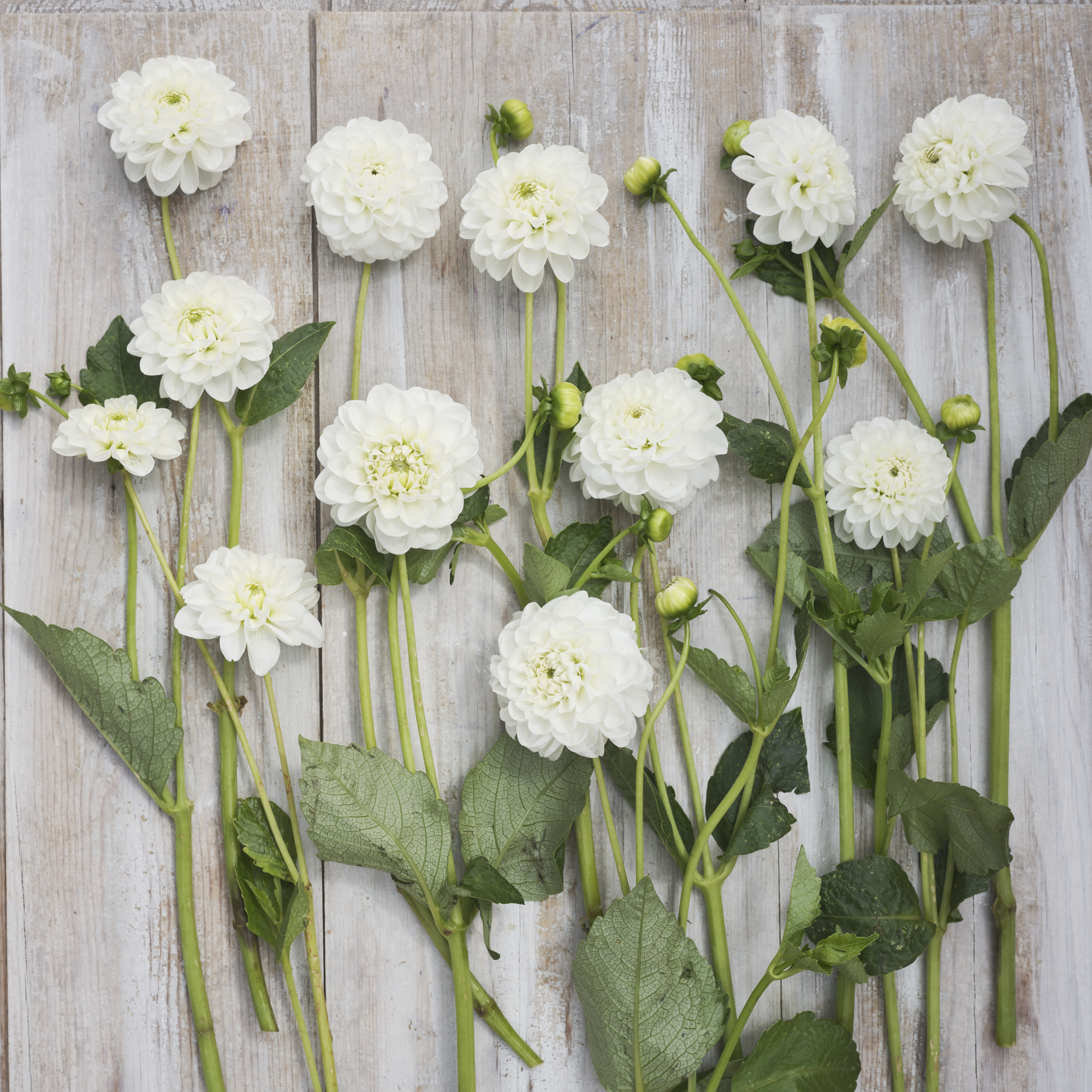 Dahlia hortensis Orsett Beauty | Sīpolpuķes | Onava.lv