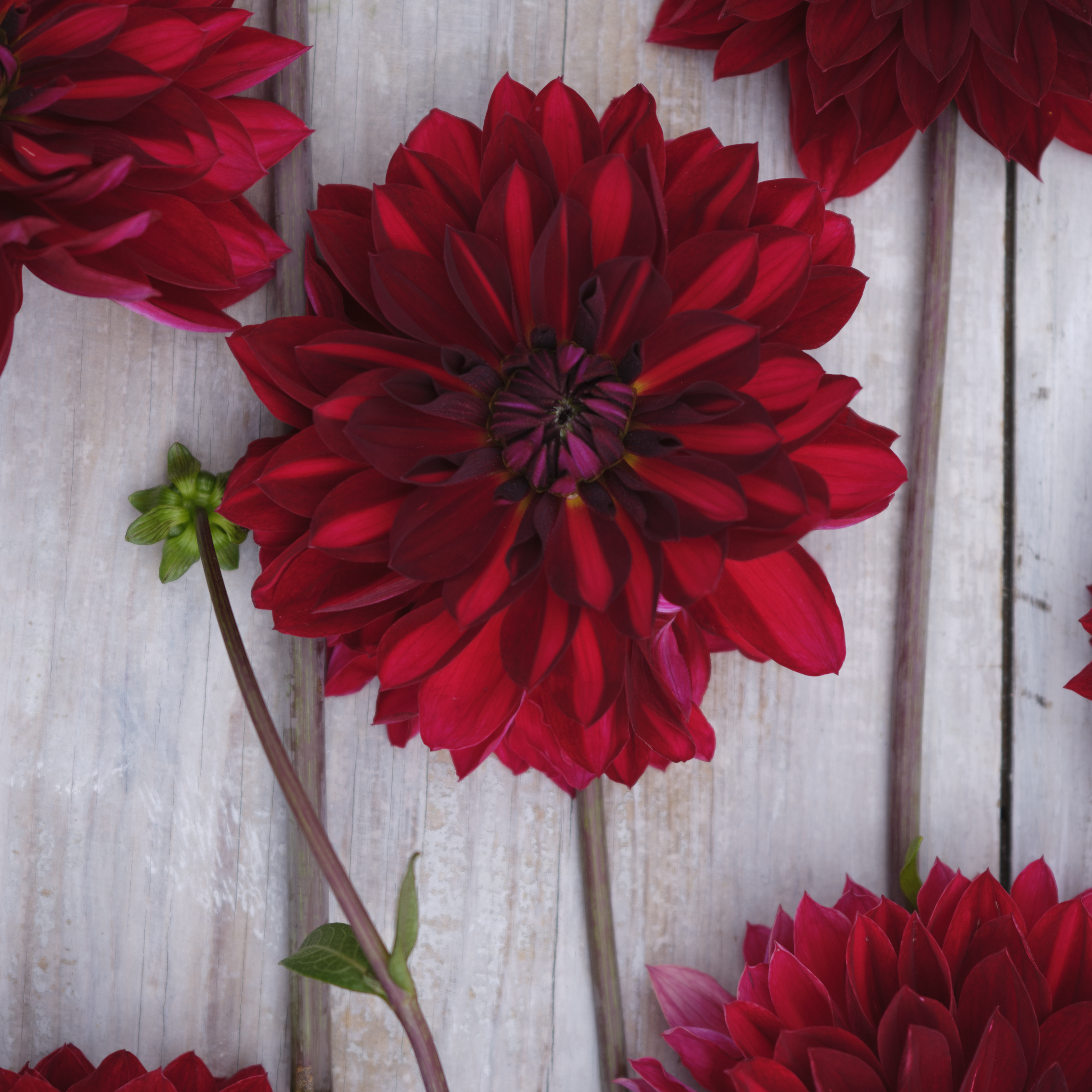 Dahlia hortensis National Velvet | Sīpolpuķes | Onava.lv