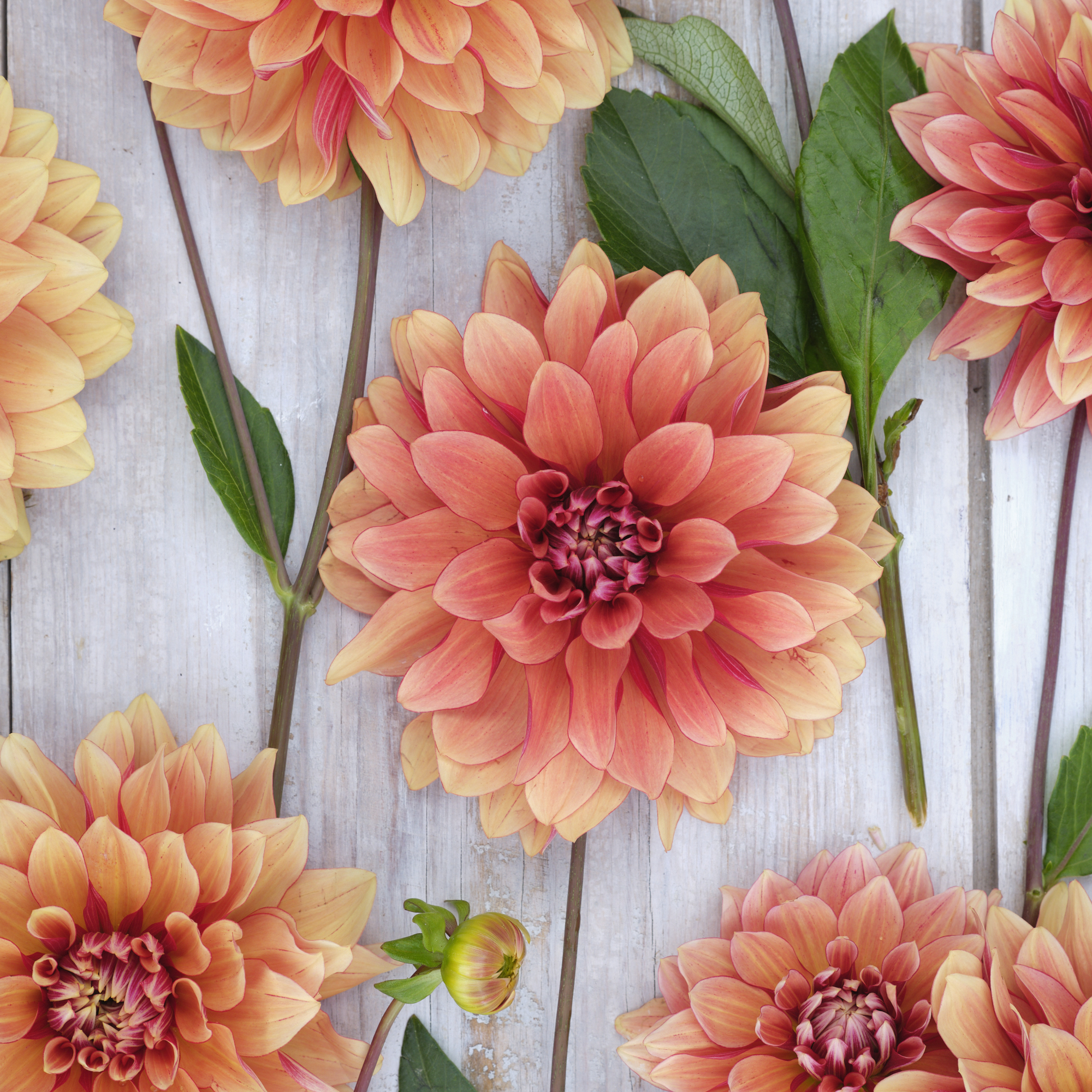 Dahlia hortensis Miss Brandy | Sīpolpuķes | Onava.lv