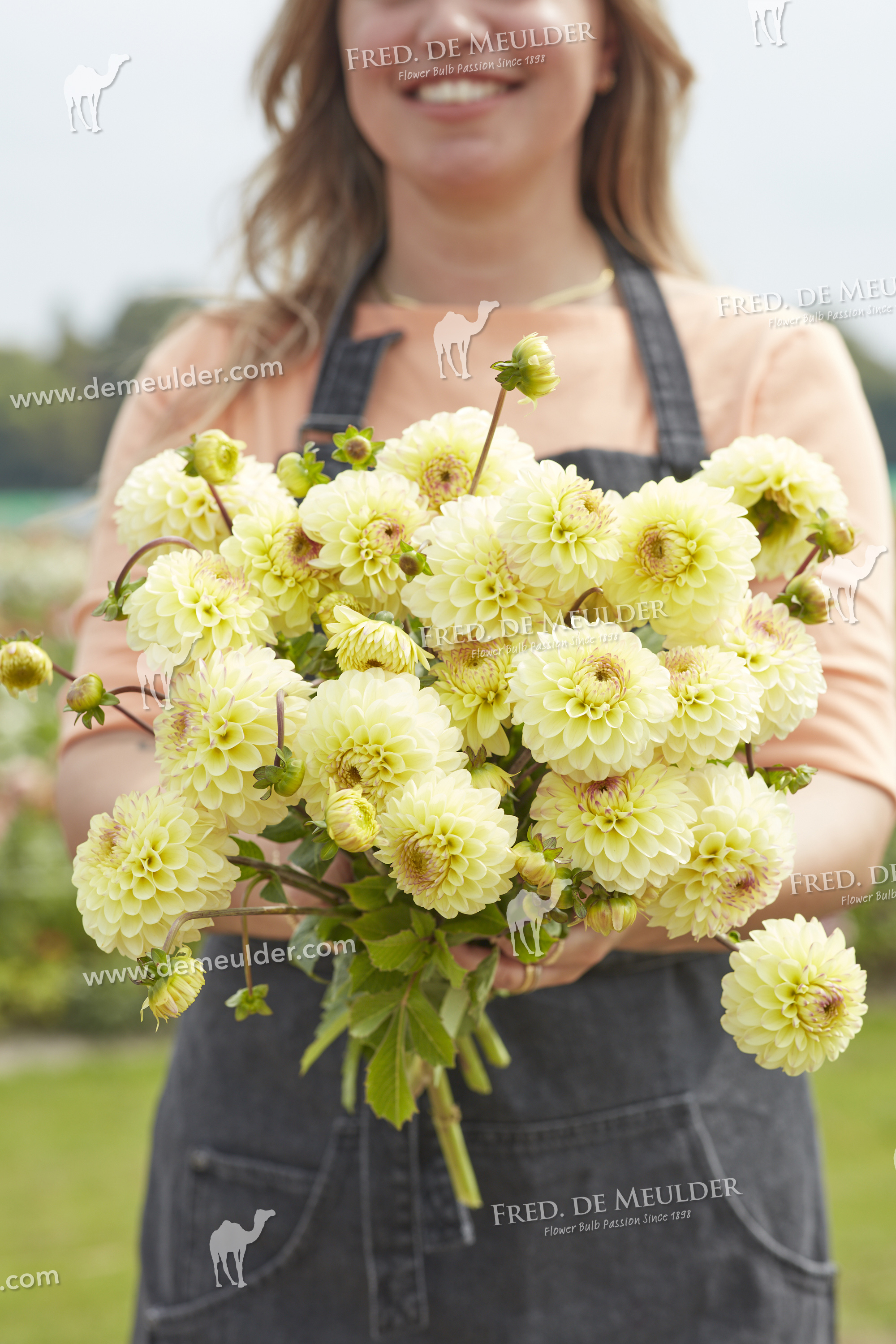Dahlia hortensis Isa's Favorite | Sīpolpuķes | Onava.lv