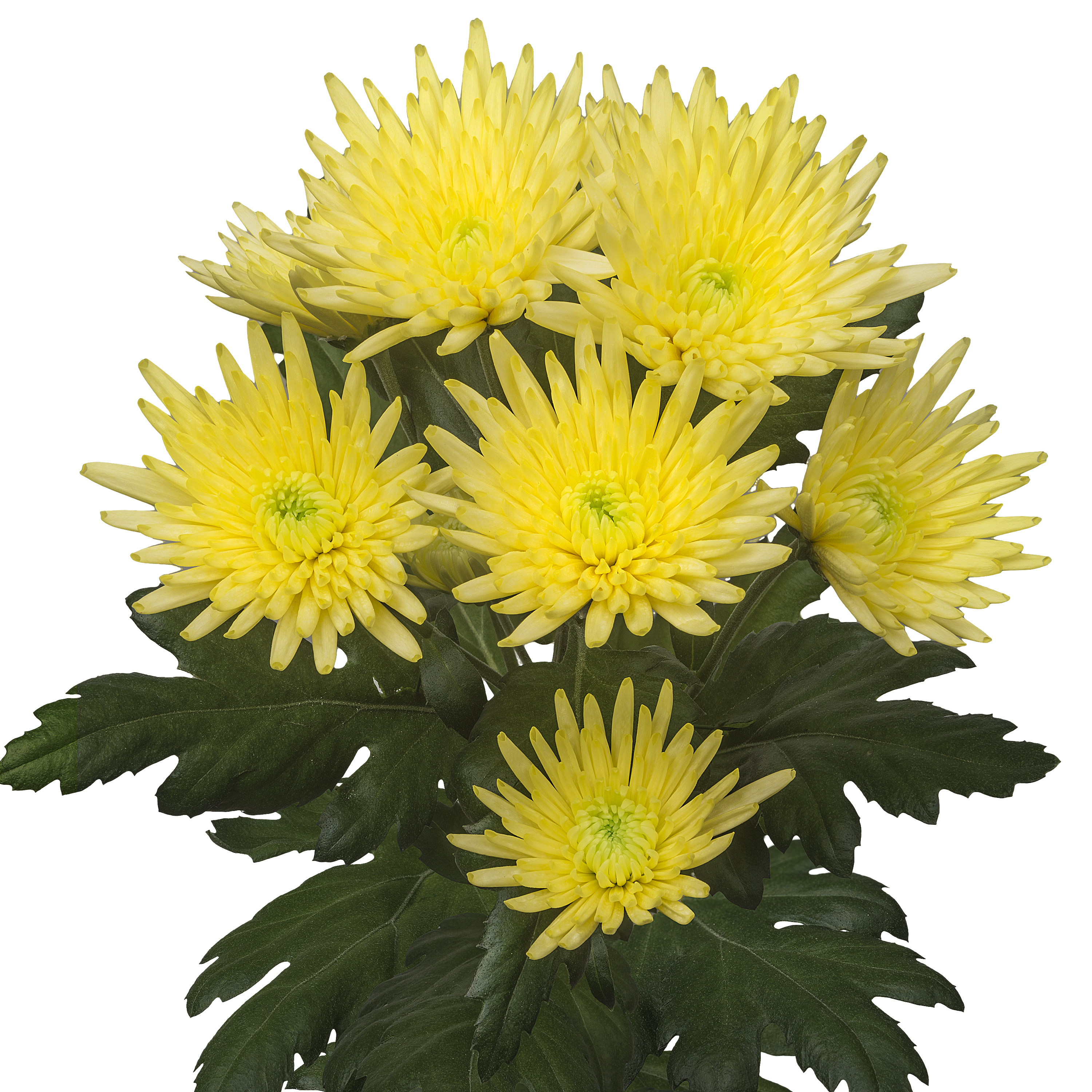 Chrysanthemum, daudzziedu Carolle Yellow | Jaunstādi | Onava.lv