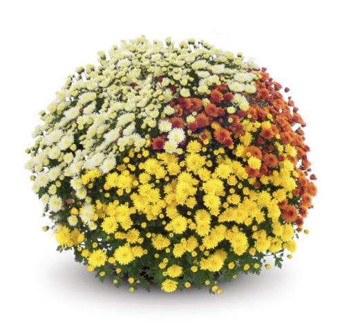 Chrysanthemum multiflora Belgian Mums Jasoda Trio Mix 3 (Quick-Line ...