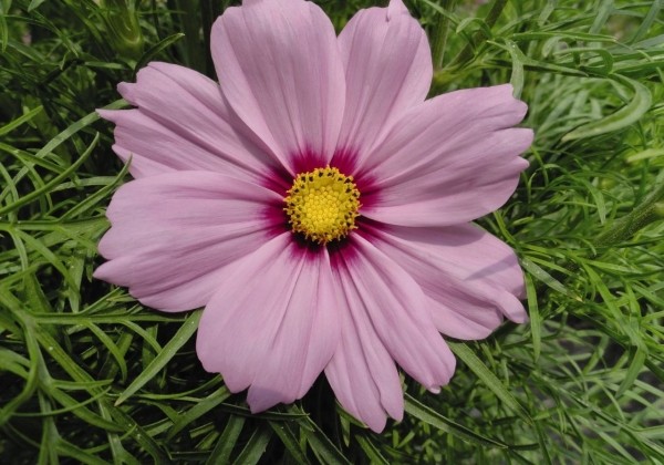 Cosmos bipinnatus Casanova Pink | Sēklas | Onava.lv