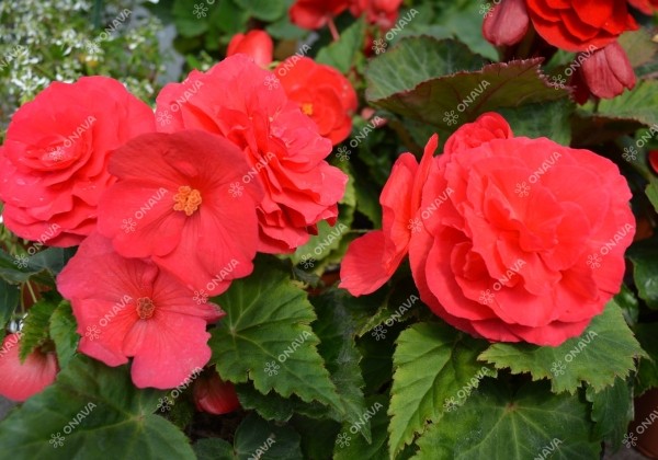 Begonia tuberhybrida Nonstop Deep Rose | Sēklas | Onava.lv