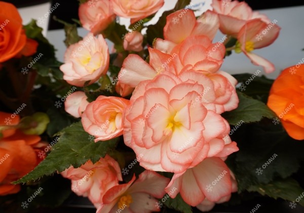 Begonia tuberhybrida Nonstop Rose Petticoat | Sēklas | Onava.lv