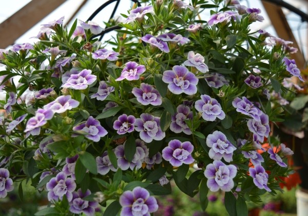 Calibrachoa hybrida Calita Double Blue Bicolor | Jaunstādi | Onava.lv