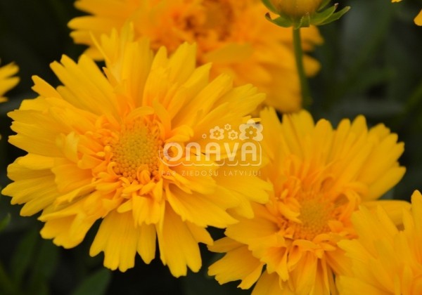 Coreopsis grandiflora Double the Sun | Sēklas | Onava.lv