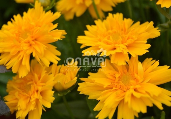 Coreopsis grandiflora Double the Sun | Sēklas | Onava.lv