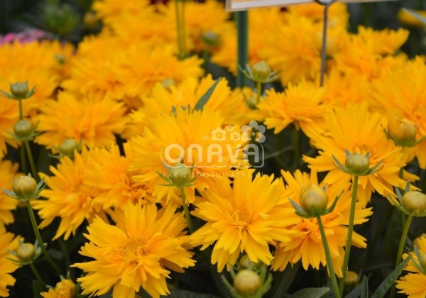 Coreopsis grandiflora Double the Sun | Sēklas | Onava.lv