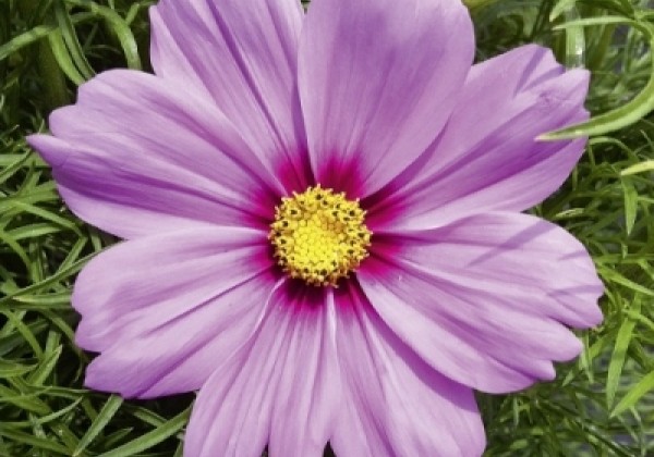 Cosmos bipinnatus Cosmini Pink | Sēklas | Onava.lv