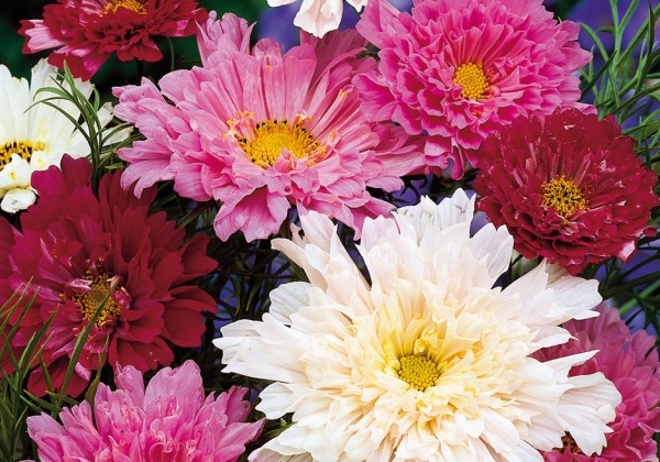 Cosmos bipinnatus Double Click Mix | Sēklas | Onava.lv