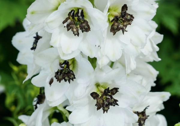Delphinium cultorum Magic Fountains White / Dark Bee | Jaunstādi | Onava.lv