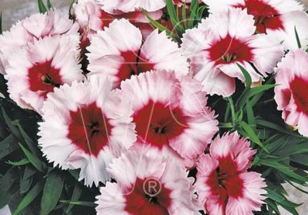 Dianthus chinensis Super Parfait Strawberry | Sēklas | Onava.lv