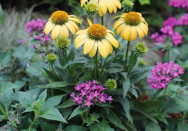 Echinacea purpurea PolliNation Yellow | Sēklas | Onava.lv