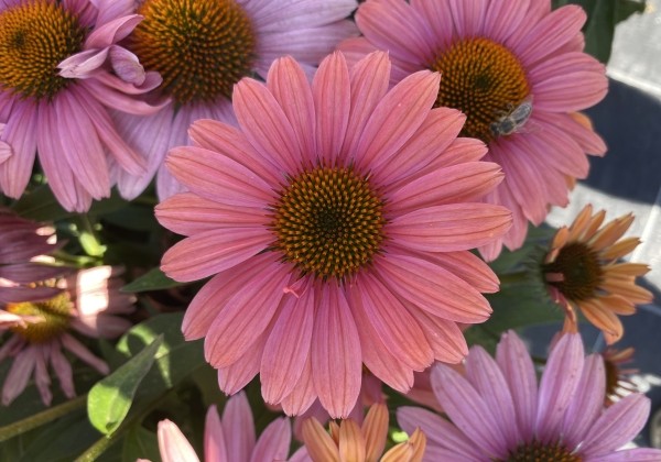Echinacea purpurea Papallo Classic Peach 'n Coral | Jaunstādi | Onava.lv