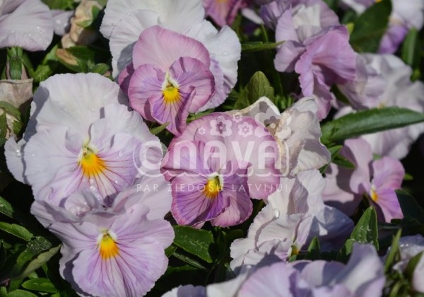 Viola wittrockiana Carneval Early Lavender Shades | Sēklas | Onava.lv