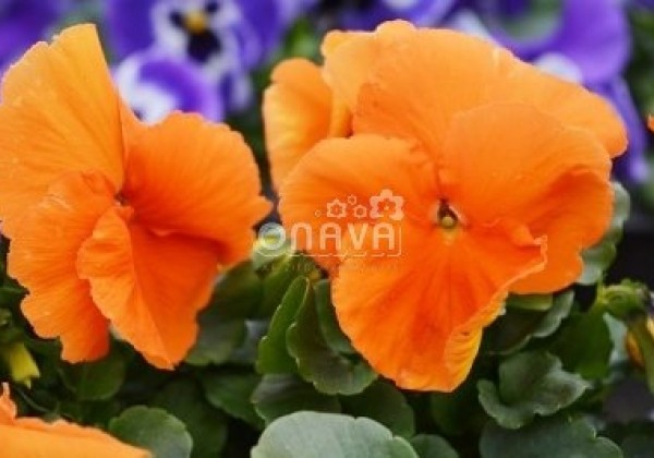 Viola wittrockiana Carneval Special Deep Orange | Sēklas | Onava.lv