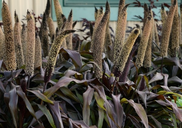 Pennisetum glaucum Copper Prince | Sēklas | Onava.lv